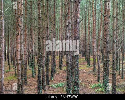 Rows of young spruce trees, Hel Peninsula, Poland Stock Photo - Alamy