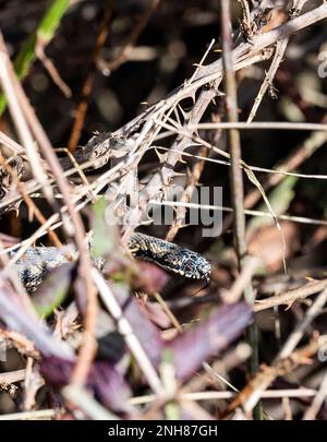 An adder Vipera berus comes out to sunbathe in February 2023 on a warm ...