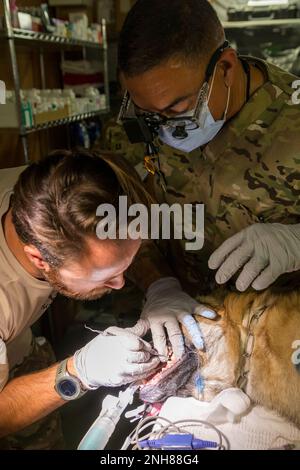 Soldiers from the 801st Field Hospital, who are currently deployed to ...