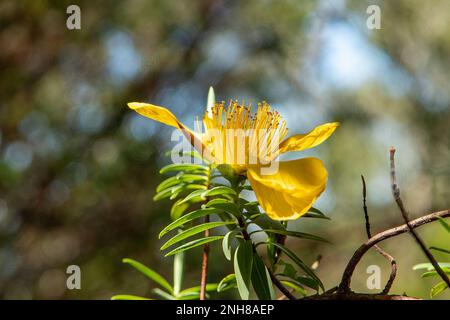 Hypericum sp Hypericum sp Stock Photo - Alamy