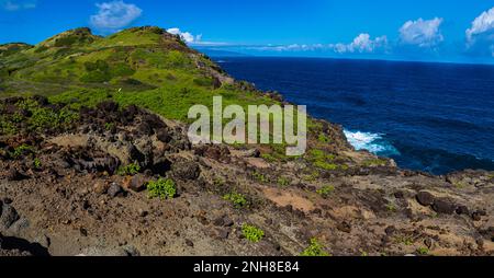 High Sea Cliffs Overlooking The Pacific Coast on The Ohai Trail Maui ...
