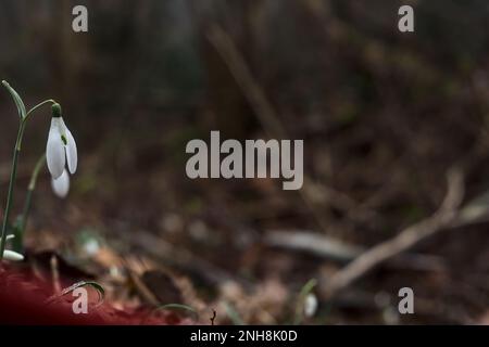 Spring snowflakes with grass and foliage seen up close Stock Photo - Alamy