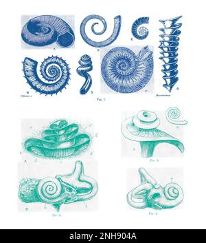 Illustration of spiral shell formations (Figure 1), including: (1A ...