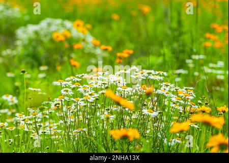 Field of wild daisies and coreopsis flowers during the month of June in ...
