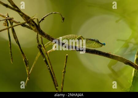 Blue-nosed Chameleon (Calumma linotum), Montagne d Ambre National Park ...
