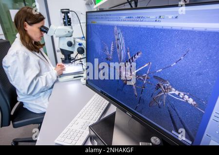 Mosquito Research Mosquito as seen under a microscope Stock Photo - Alamy