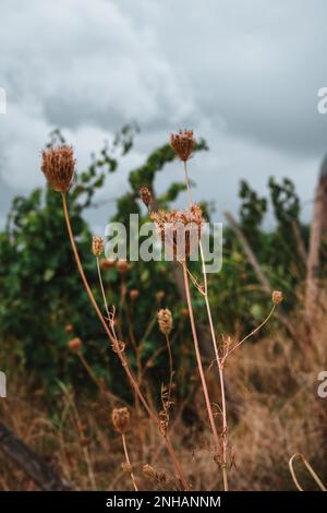 Daucus carota, commonly known as the carrot, is a root vegetable widely ...
