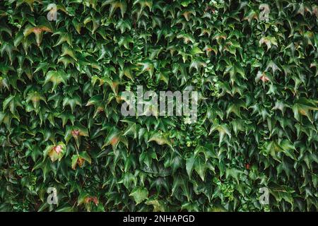 Ivy texture. Ivy hedge background. Ivyberry backdrop. Ivy wallpaper ...