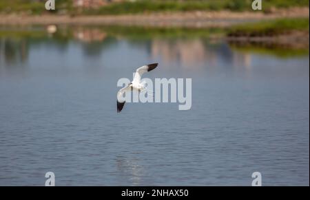 Water bird pied avocet, Recurvirostra avosetta, standing in the water ...