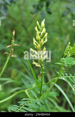 Chickpea milkvetch, Astragalus cicer, in flower and fruit. East Europe ...