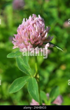 Blooming red clover, which is a valuable fodder for animals Stock Photo ...