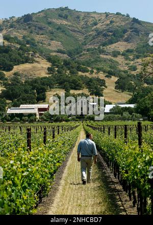 Scott Gabaldon, the chairman of the Mishewal Wappo tribe, high above ...