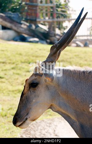 Common eland (Taurotragus oryx), also known as the southern eland or ...