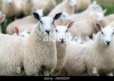 Flock of Cheviot Mule gimmer lambs, Selkirk, Scottish Borders, UK Stock ...