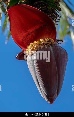 Inflorescence of a banana Stock Photo - Alamy