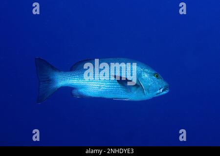 Two-spot red snapper (Lutjanus bohar) . Dive site House Reef, Mangrove ...