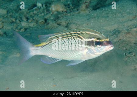 Arabian monocle bream (Scolopsis ghanam), Torfa Lassal reef dive site ...