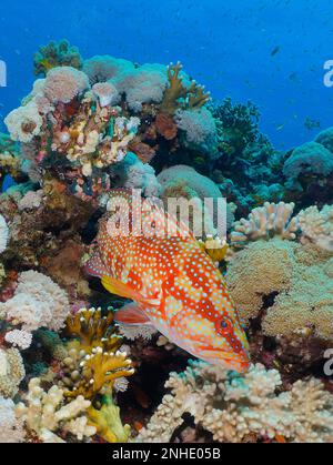 Jewel grouper (Cephalopholis oligosticta) . Dive site Gordon Reef ...