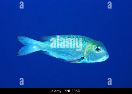 Humpnose big-eye bream (Monotaxis grandoculis) in front of a solid blue ...