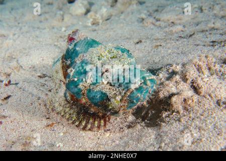 False stonefish (Scorpaenopsis diabolus) juvenile, dive site House Reef ...