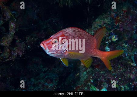 Sabre squirrelfish (Sargocentron spiniferum) . Dive site Daedalus Reef ...