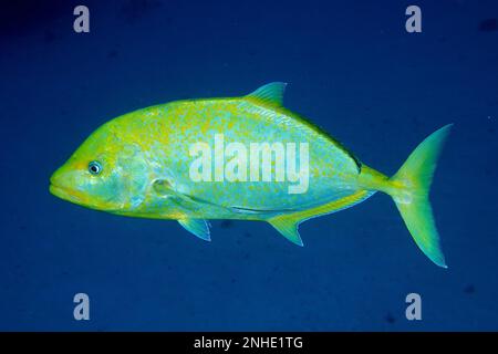 Orange-spotted trevally (Carangoides bajad) hunting at dusk. Dive site ...