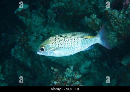Arabian monocle bream (Scolopsis ghanam), Torfa Lassal reef dive site ...