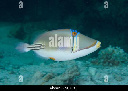 Arabian arabian picasso triggerfish (Rhinecanthus assasi), Torfa Lassal ...