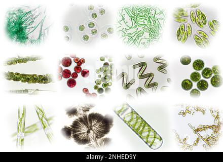 Microalgae under microscopic view, green algae, cyanobacteria ...