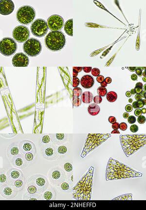 Microalgae under microscopic view, green algae, cyanobacteria ...
