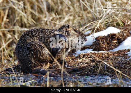 Nutria (Myocastor coypus), beaver rat, swamp beaver, nutria, tailed rat ...