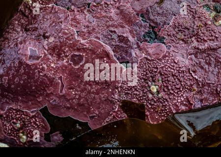 Pink Rock Crust, Lithothamnion spp, on cliffs of Point of Arches in ...