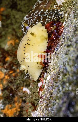 Monterey Dorid (Doris montereyensis Stock Photo - Alamy