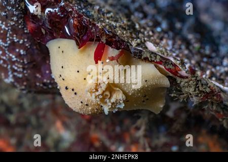 Monterey Dorid, Doris montereyensis, in tide pool at Point of Arhces in ...