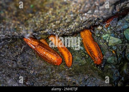 Red Sea Cucumber, Cucumaria miniata, at Point of Arches in Olympic ...