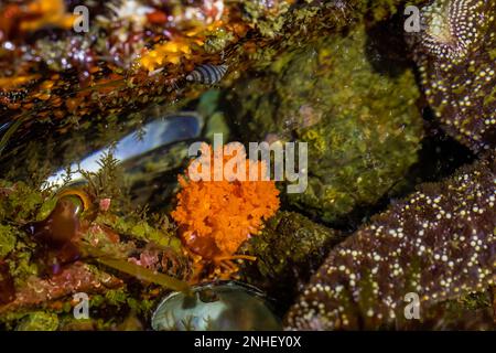 Red Sea Cucumber, Cucumaria miniata, at Point of Arches in Olympic ...