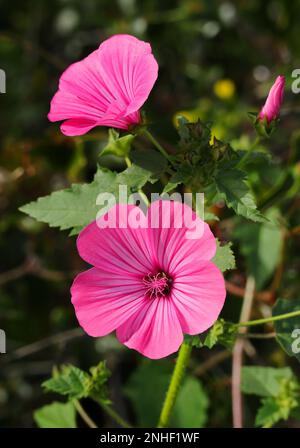 Spring, Portugal. Annual Mallows also known as Rose Mallow or Royal ...