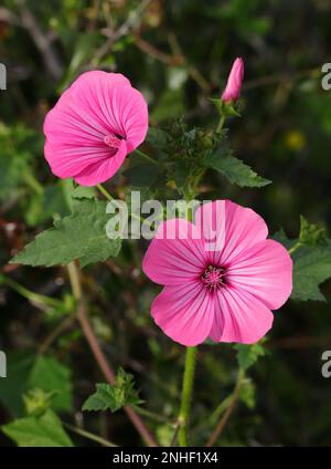Spring, Portugal. Annual Mallow also known as Rose Mallow or Royal ...