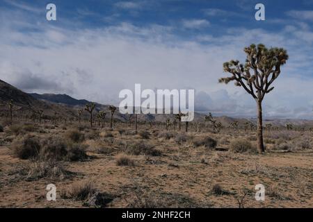 single tree in joshua tree vintage Stock Photo - Alamy