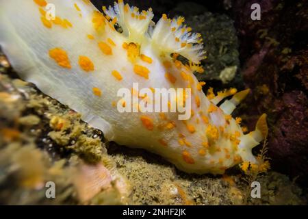 Modest Clown Dorid, Triopha modesta, in a Point of Arches tidepool in ...