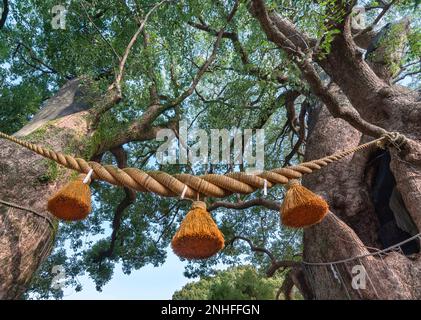 A Shinto straw rope called shimenawa in Japanese in Yasaka Temple in ...