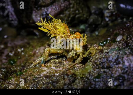 Graceful Decorator Crab, Oregonia gracilis, at Point of Arches in ...