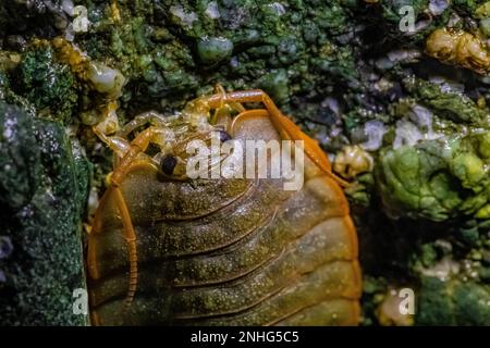 Common Rock Louse, Ligia Pallasii, at Point of Arches in Olympic ...
