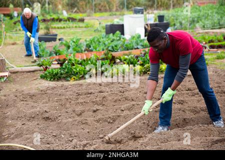 African american man gardener with mattock working in garden Stock ...