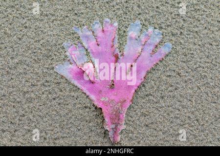 Ruffled Red Seaweed, Cryptopleura ruprechtiana, with emptied crab shell ...