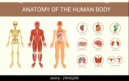 Human integumentary system infographics elements with skin section hair ...
