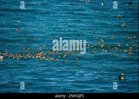 Countless birds floating in the blue green arctic waters under the ...