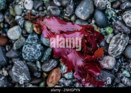 Ruffled Red Seaweed, Cryptopleura ruprechtiana, with emptied crab shell ...