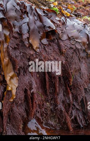 Sea Fern, Neoptilota asplenioides, at Point of Arches In Olympic ...