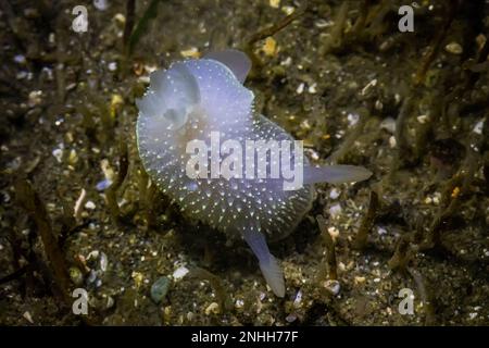 Yellow Margin Dorid, Cadlina luteomarginata, in a tidepool at Point of ...
